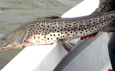 Único Medio: Ganadores de la Fiesta Nacional del Surubi - TNGoya.com ...